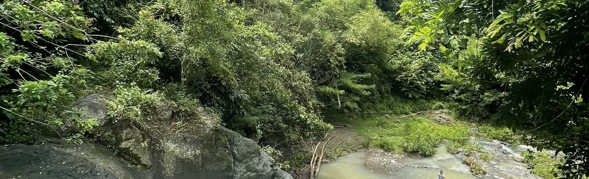 Buhisan Toong Tree Tunnel, Cebu, Philippines - 6 Reviews, Map | AllTrails