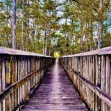Grassy Waters Preserve: Owahee Trail, Florida - 146 Reviews, Map ...