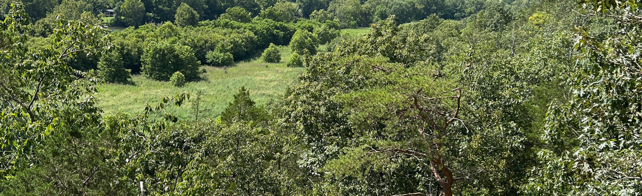 Bear Bottom Loop and Big Oak Trail, Virginia - 130 Reviews, Map | AllTrails