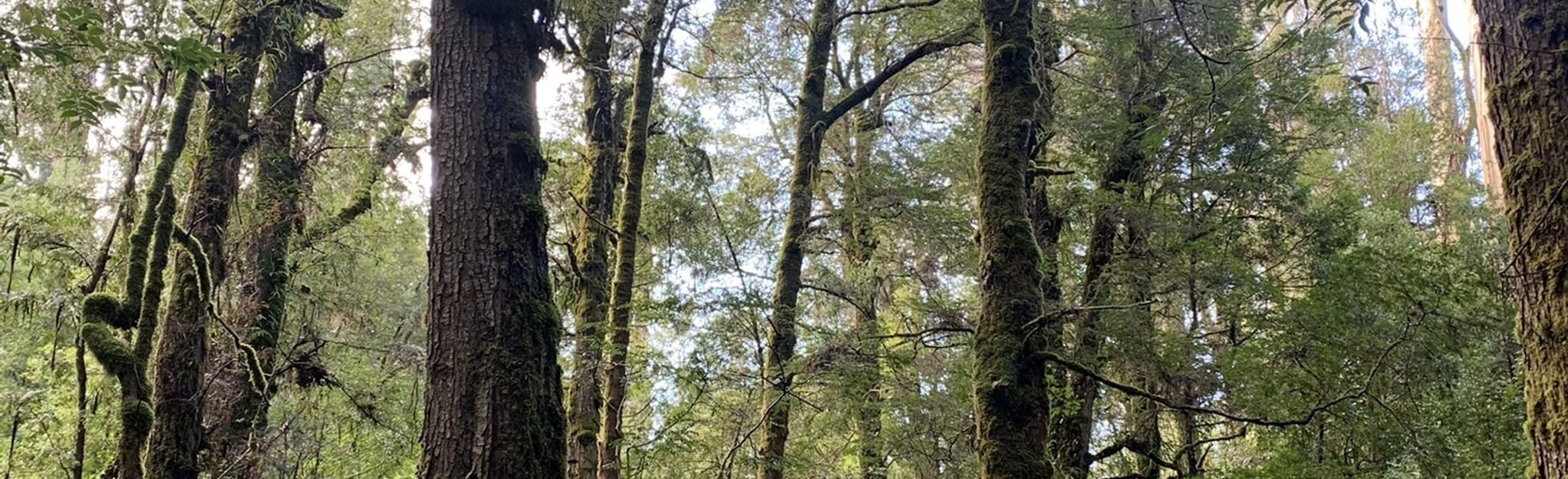 Rainforest Walk and Cement Creek Falls - Victoria, Australia | AllTrails