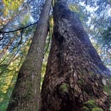 Church Creek - Satsop Lakes Trail, Washington - 26 Reviews, Map | AllTrails