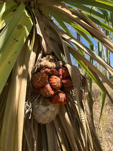 Best Hikes and Trails in Holmes Jungle Nature Reserve | AllTrails