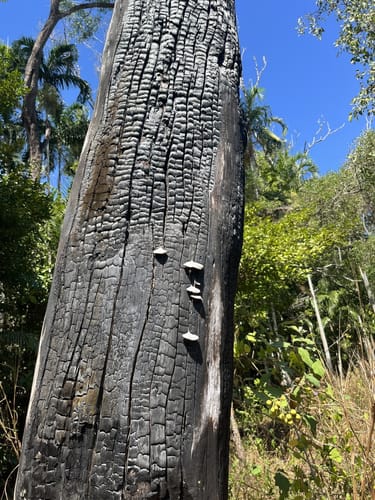 Best Hikes and Trails in Holmes Jungle Nature Reserve | AllTrails