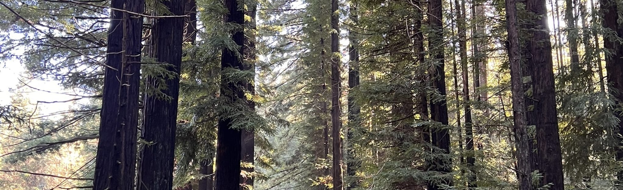 The Magic Forest from Stanley, 8 Fotos - Victoria, Australia | AllTrails