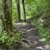 Pase Point Trail, West Virginia - 254 Reviews, Map | AllTrails