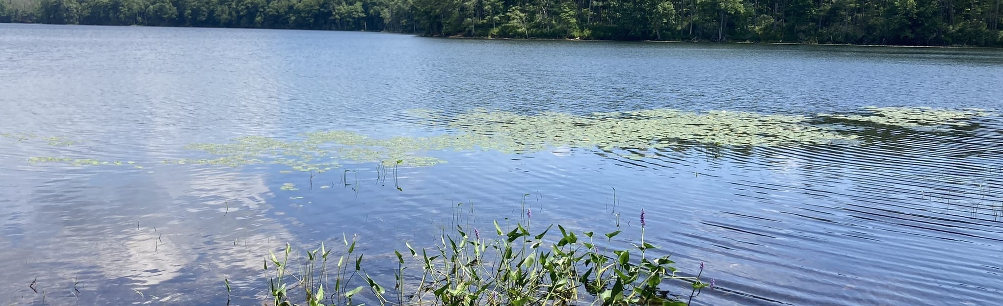 Midstate Trail: Browning Pond to Barre Falls, Massachusetts - 56 ...