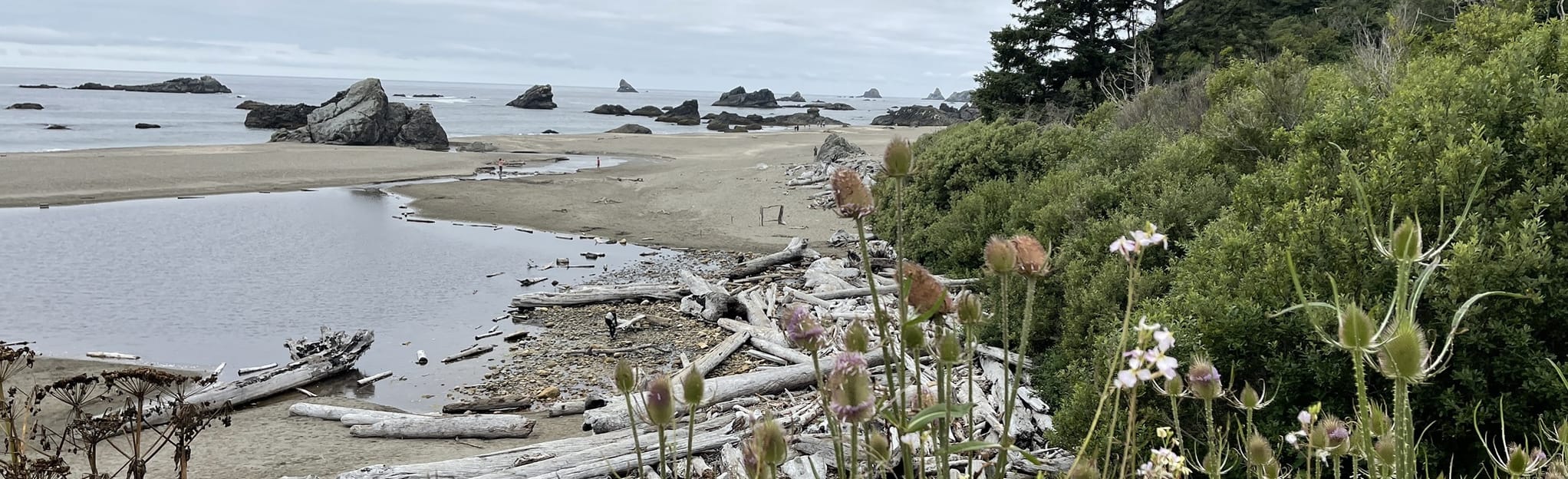 Harris Beach Trail to Harris Butte: 124 Reviews, Map - Oregon | AllTrails