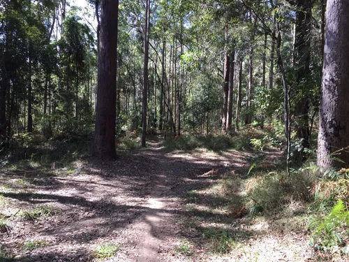 Beste wandelingen en routes in Beerwah State Forest | AllTrails