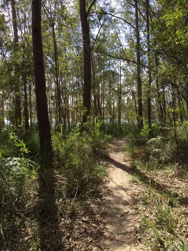 Beste wandelingen en routes in Beerwah State Forest | AllTrails