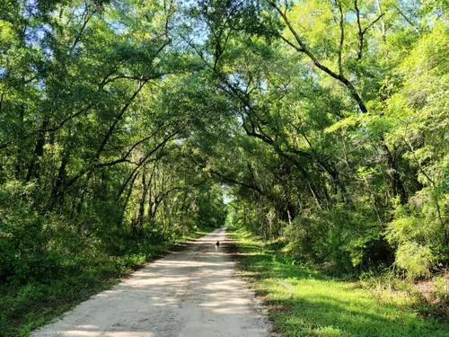 Best Hikes and Trails in Ochlockonee River Wildlife Management Area ...