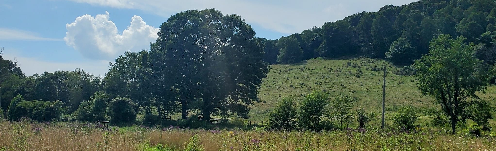 Golden Winged Warbler Trail, Virginia - 6 Reviews, Map | AllTrails