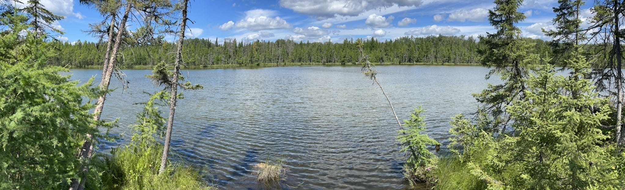 Bog Walk, Minnesota - 235 Reviews, Map | AllTrails