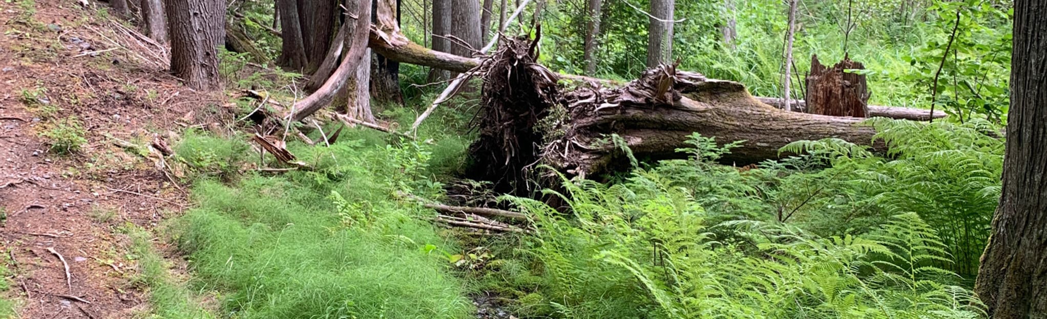 Summit Lake - Slocan Lake via Nakusp and Slocan Rail Line Loop: 2 ...