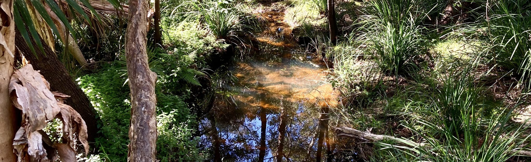 Thornlands Nature Links, Queensland, Australia - 5 Reviews, Map | AllTrails