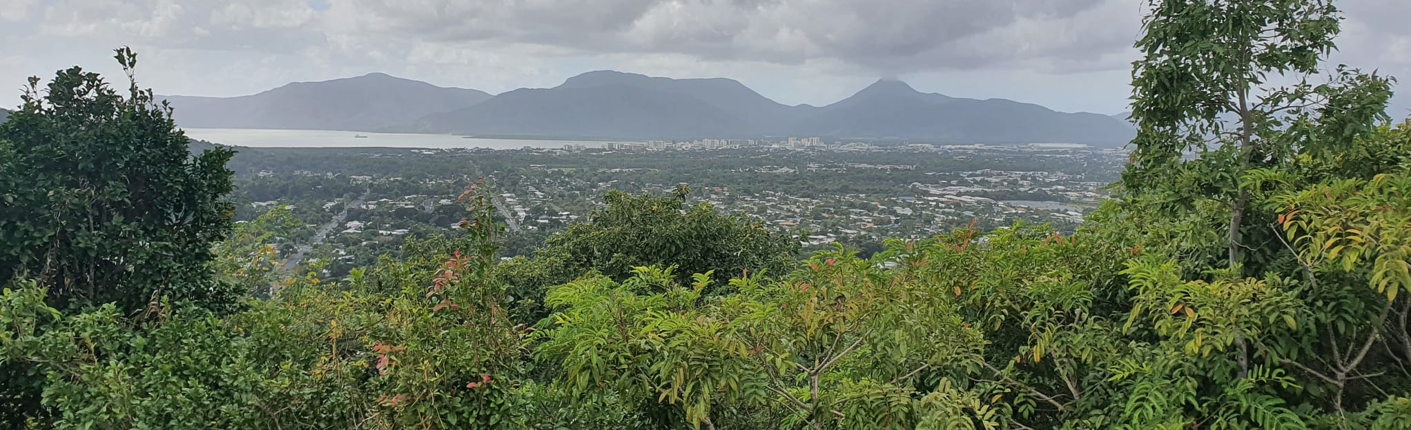 Mount Whitfield via Green Arrow Walking Track: 113 Reviews, Map ...