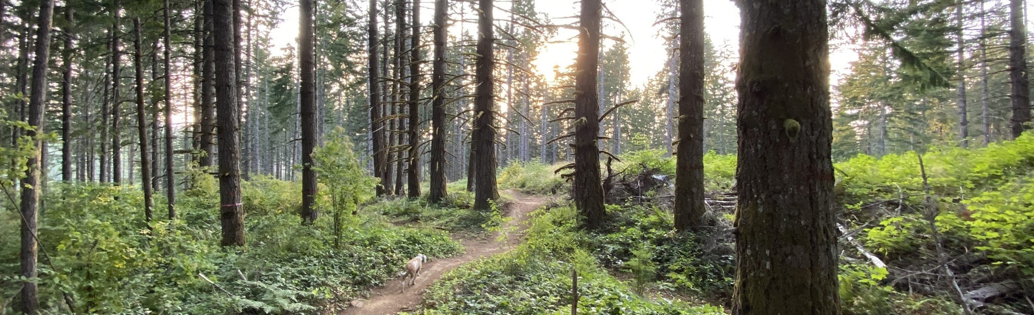 Carpenter Bypass Big Loop: 13 Reviews, Map - Oregon | AllTrails