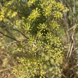 Laguna de Santa Rosa Loop Trail, California - 555 Reviews, Map | AllTrails