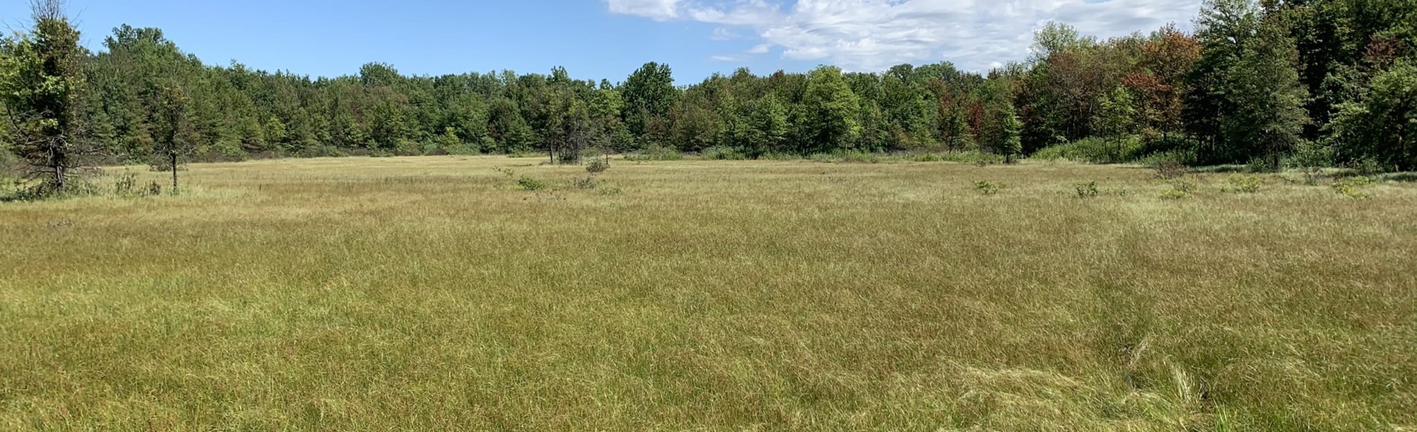 Irwin Prairie Boardwalk, Ohio - 32 Reviews, Map | AllTrails