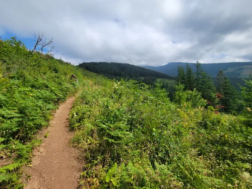 10 Best Hikes and Trails in Yacolt Burn State Forest | AllTrails
