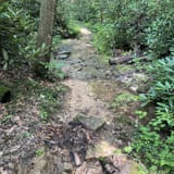 Pinnacle Overlook Trail, Kentucky - 181 Reviews, Map | AllTrails