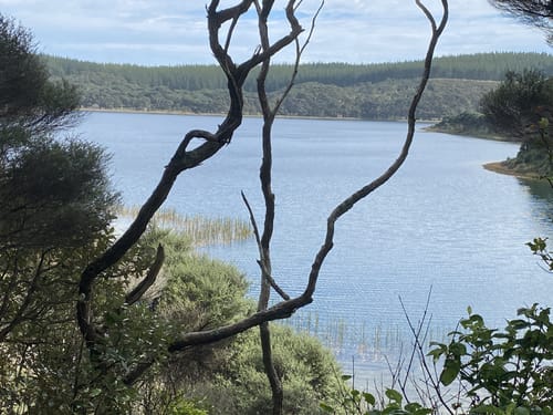 Best Hikes and Trails in Lake Rototoa Scenic Reserve | AllTrails