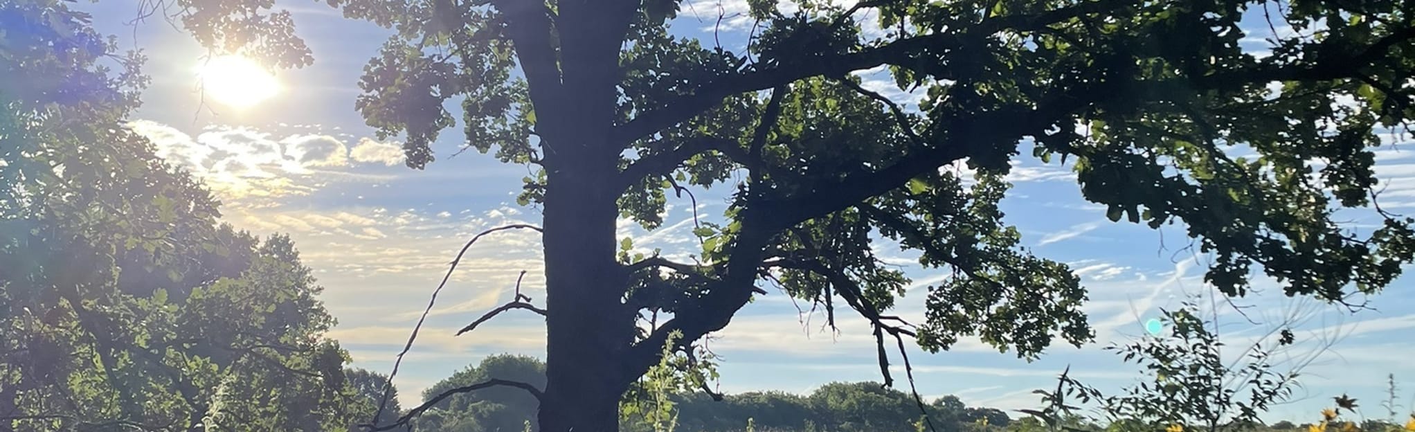 Inner and Outer Ring Trail Loop: 188 Reviews, Map - Illinois | AllTrails