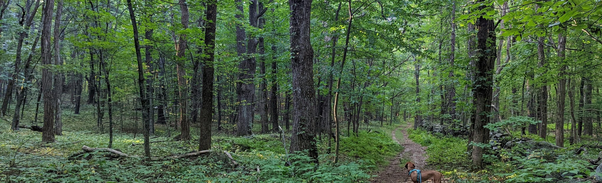 Patch Hill Red and Yellow Trail Loop, Massachusetts - 110 Reviews, Map ...