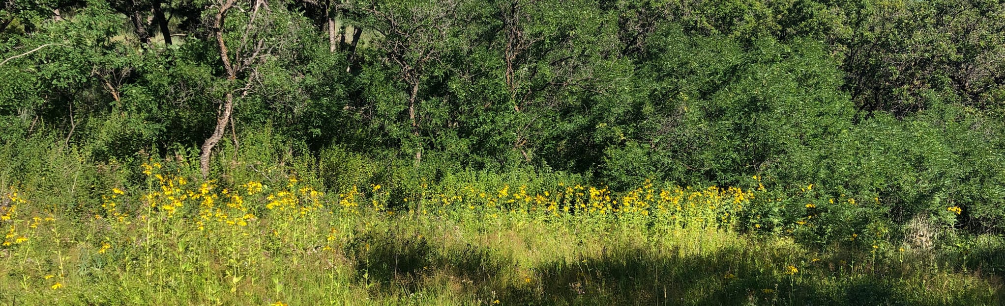Deer Run Trail: 16 Reviews, Map - New Mexico | AllTrails