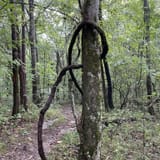 Hickory Ridge Outer Trail, Tennessee - 374 Reviews, Map | AllTrails