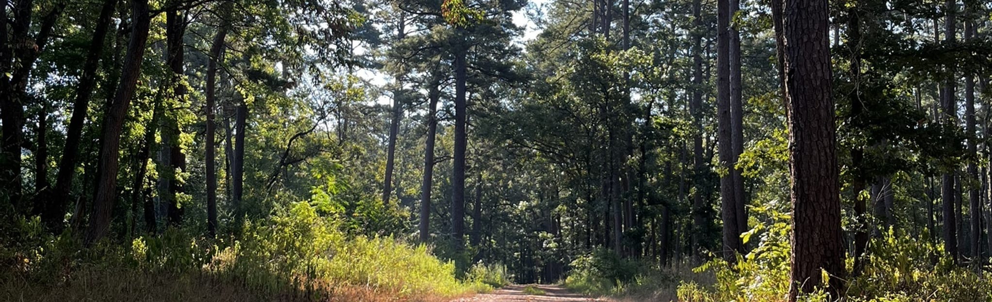 I.D. Fairchild State Forest Southern Loop, Texas - 48 Reviews, Map ...