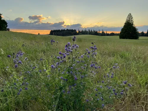 Best Forest Trails in Brush Prairie | AllTrails