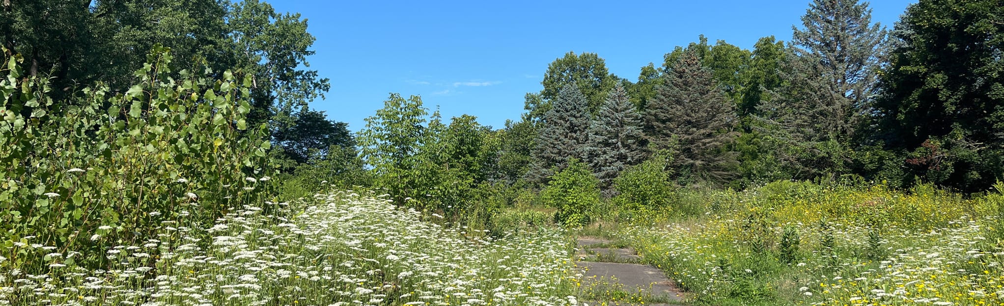 Shadow Pines South Loop, New York - 120 Reviews, Map | AllTrails