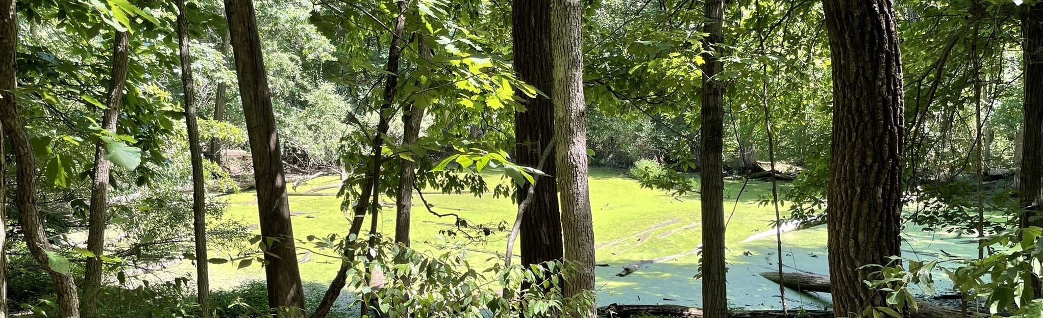 Hoot Owl Loop via Bobcat Trail, Missouri - 148 Reviews, Map | AllTrails