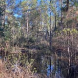 Green Swamp Wilderness Preserve Loop, Florida - 58 Reviews, Map | AllTrails