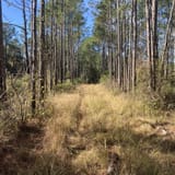 Green Swamp Wilderness Preserve Loop, Florida - 58 Reviews, Map | AllTrails