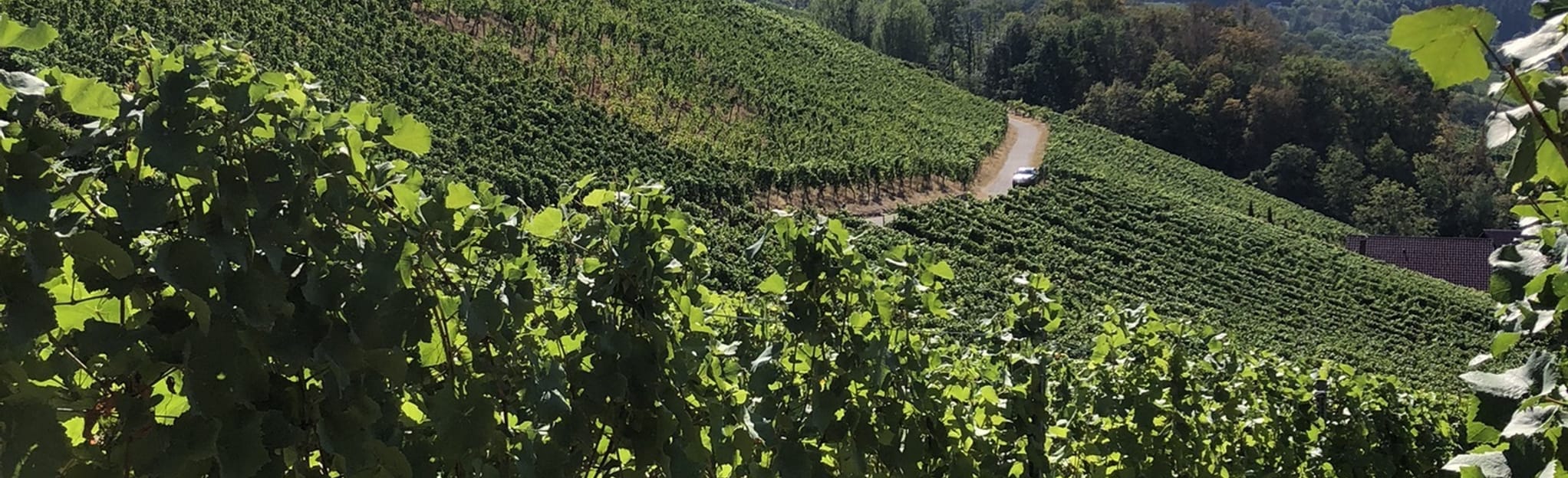 Schnapps Well Trail 1 | Map, Guide - Baden-Württemberg, Germany | AllTrails