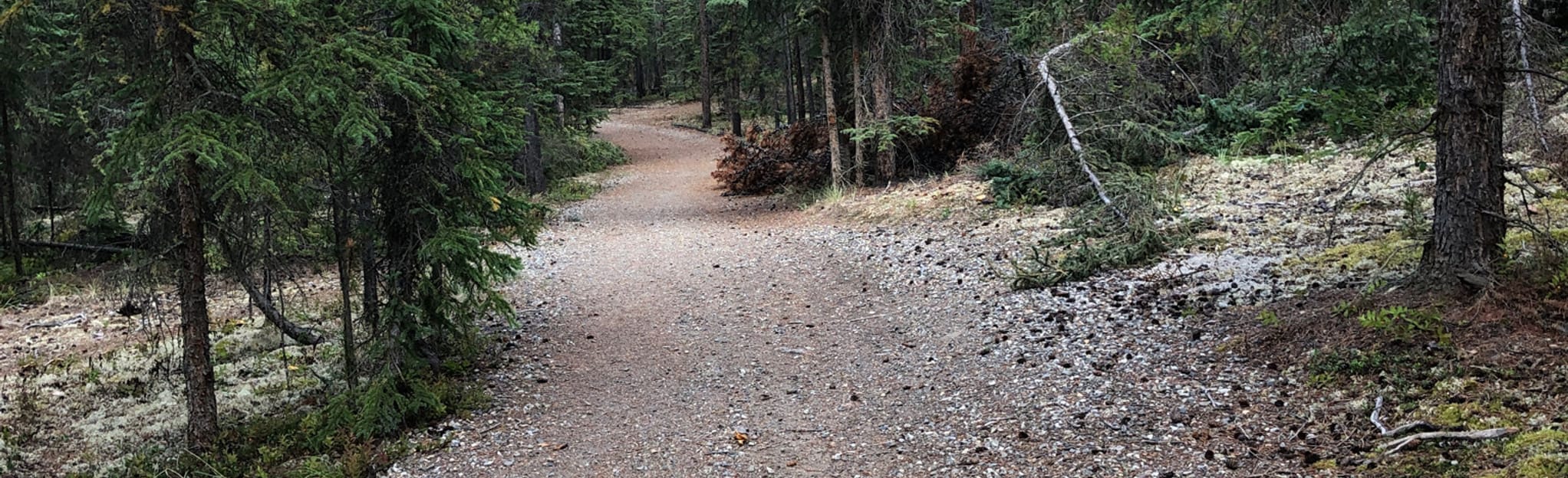 McIntyre Creek: 10 Reviews, Map - Yukon, Canada | AllTrails