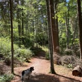 Lost '40' Trail, Minnesota - 167 Reviews, Map | AllTrails