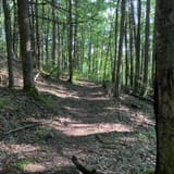 Lost Cove Trail, North Carolina - 196 Reviews, Map | AllTrails