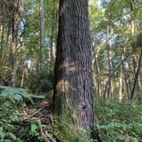 Lost Cove Trail, North Carolina - 196 Reviews, Map | AllTrails