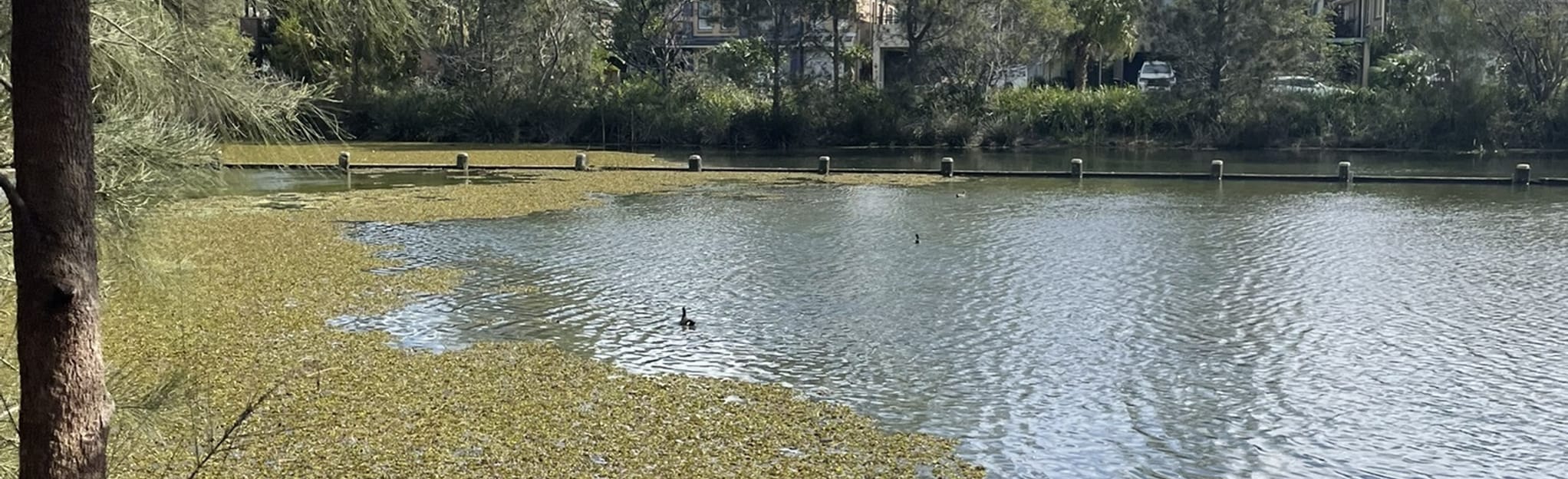 Warriewood Wetlands: 45 Reviews, Map - New South Wales, Australia ...