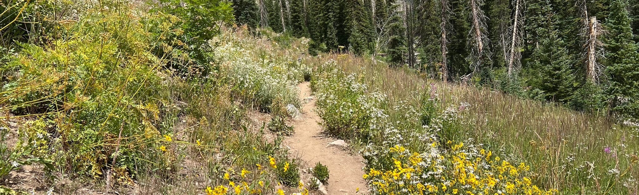 Mount Zirkel Loop Trail: 652 Reviews, Map - Colorado | AllTrails