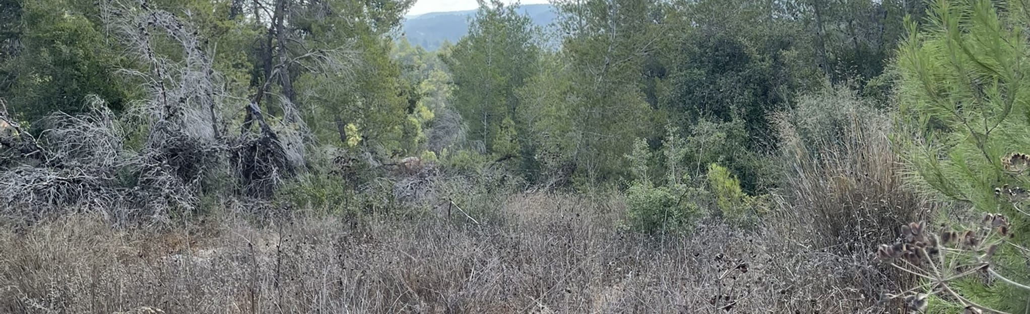 Eshtaol Forest, The Serpantinot and Shiri Lookout: 15 foto's ...