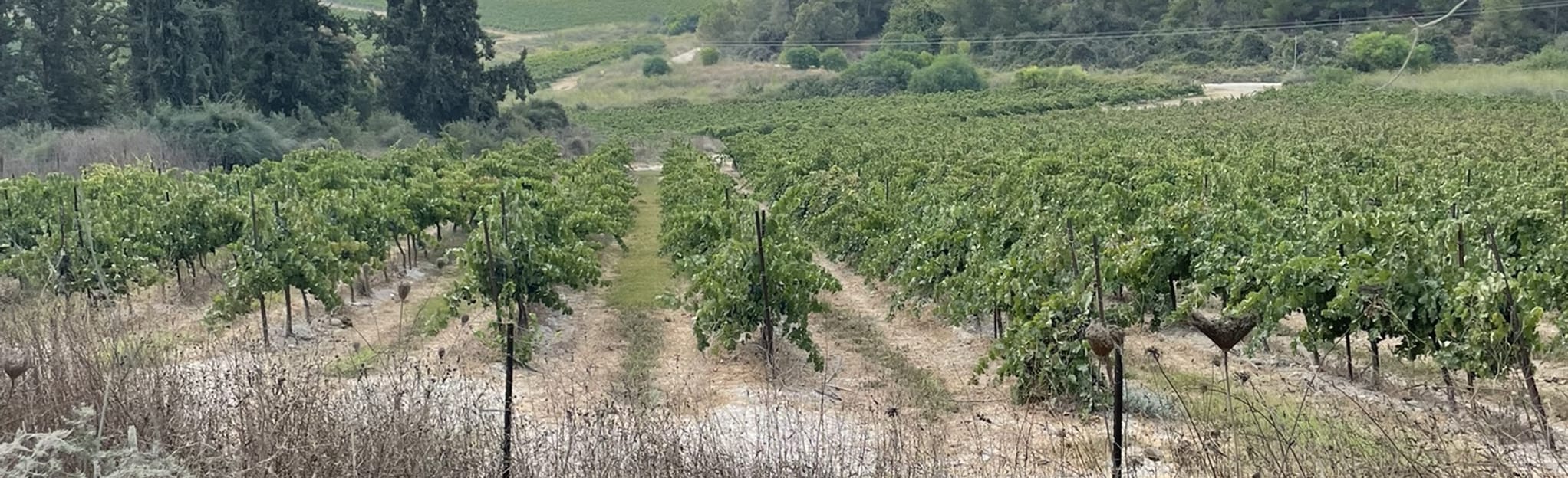 Monestary of Silence, Eshtaol Forest and Burma Road: 5 Reviews, Map ...