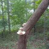 Cam-Rock County Park Loop, Wisconsin - 152 Reviews, Map | AllTrails