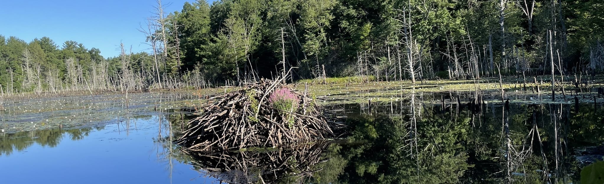 Georgetown-Rowley State Forest Loop Trail: 605 Reviews, Map ...