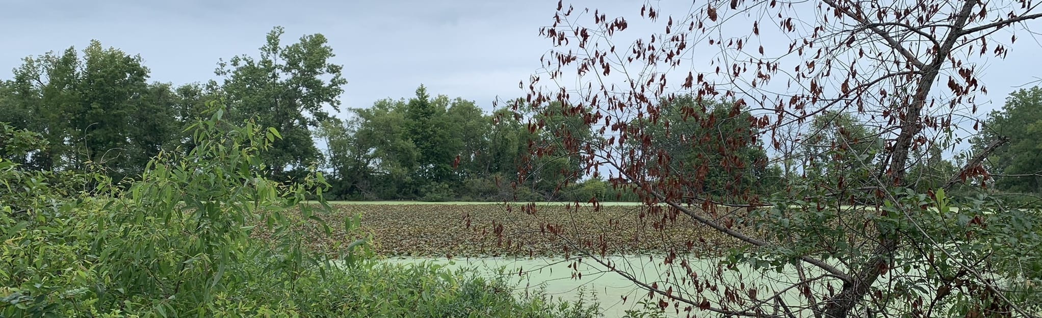 Magee Marsh Boardwalk Trail: 63 fotos - Ohio | AllTrails