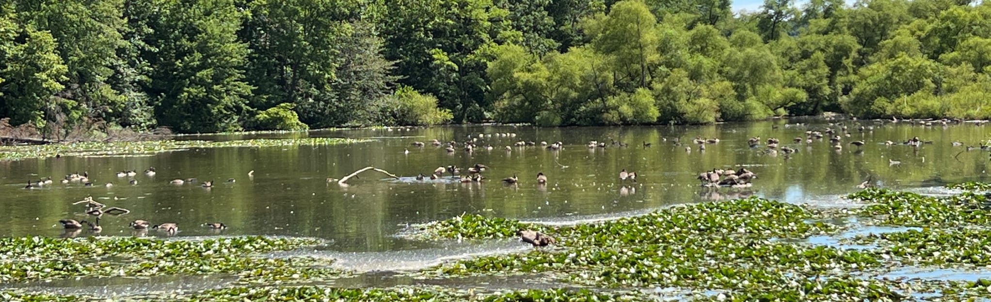 Sweet Arrow Lake: 140 Reviews, Map - Pennsylvania | AllTrails