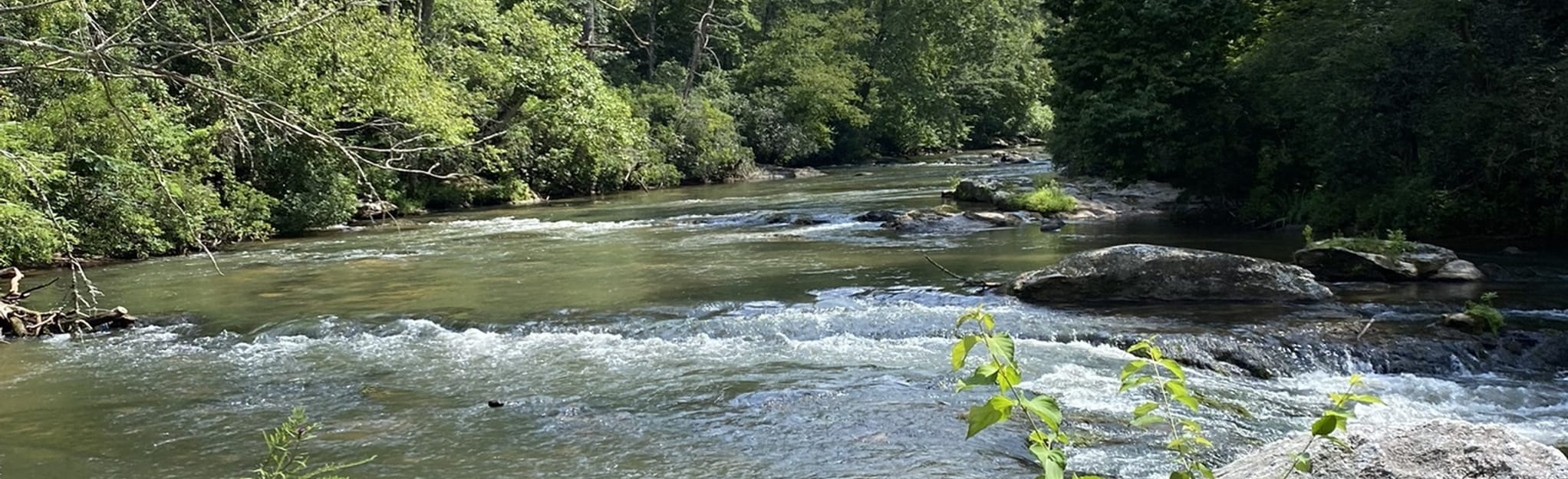 Cartecay River Loop Trail: 1.440 foto - Georgia | AllTrails