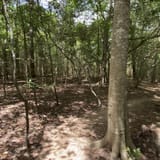 Green Ridge Trail, Texas - 936 Reviews, Map | AllTrails